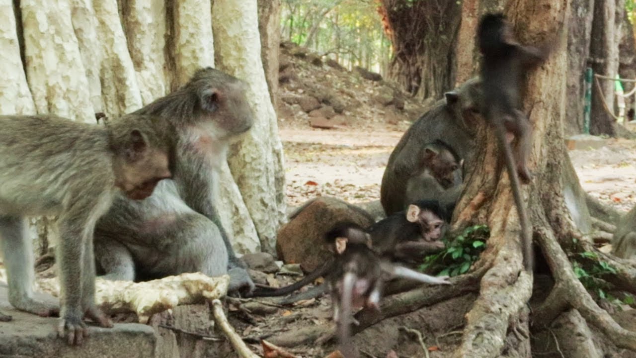 Monkey Piper -Scarlet Monkey And Spring Monkey-/Maz..151..Amber Monkey ...