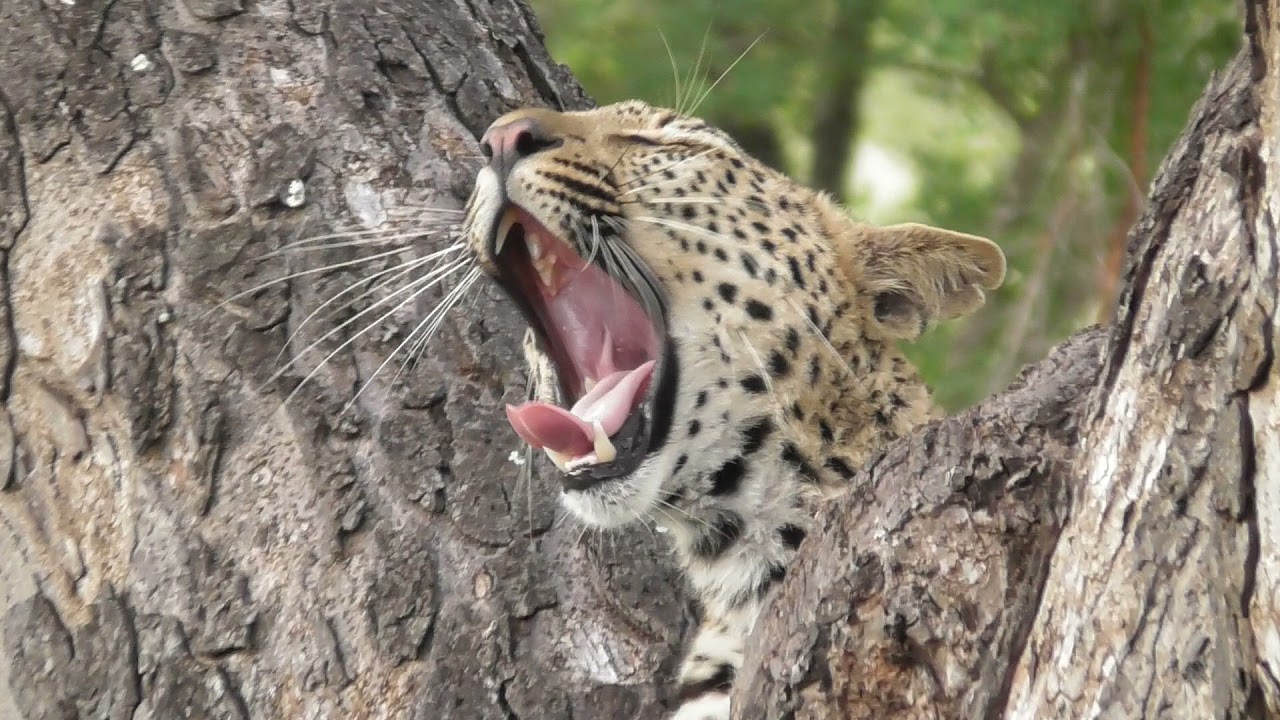 Leopard in tree - waiting for his supper in Kruger National Park - YouTube
