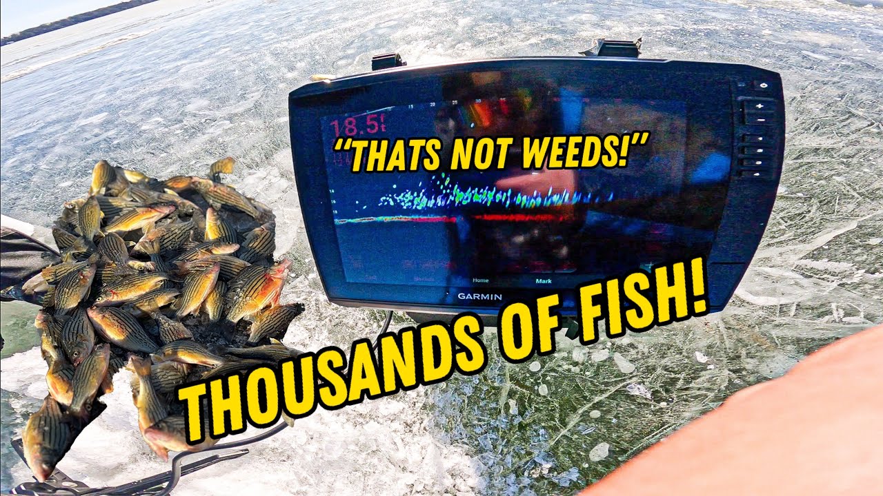 WE FOUND the MEGA SCHOOL of YELLOW BASS! (Thousands) ICE FISHING ...