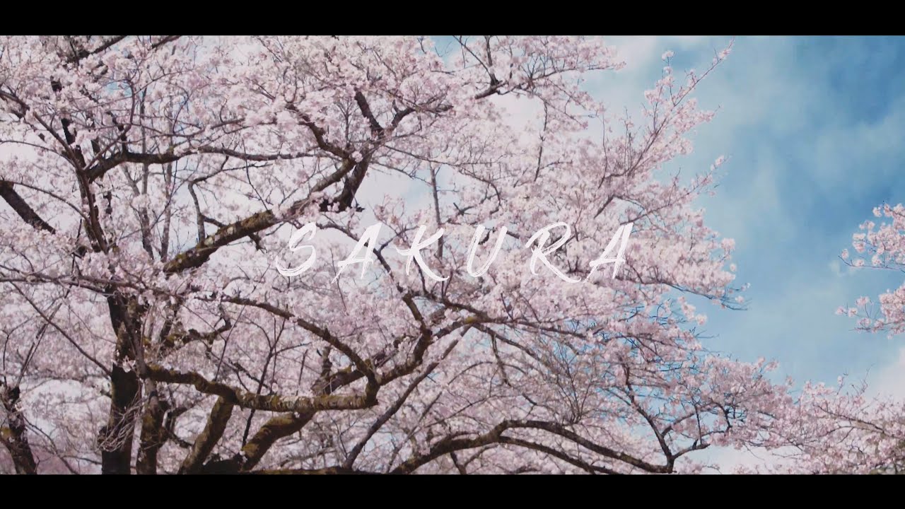 【BMPCC6K】Sakura （short version） - YouTube