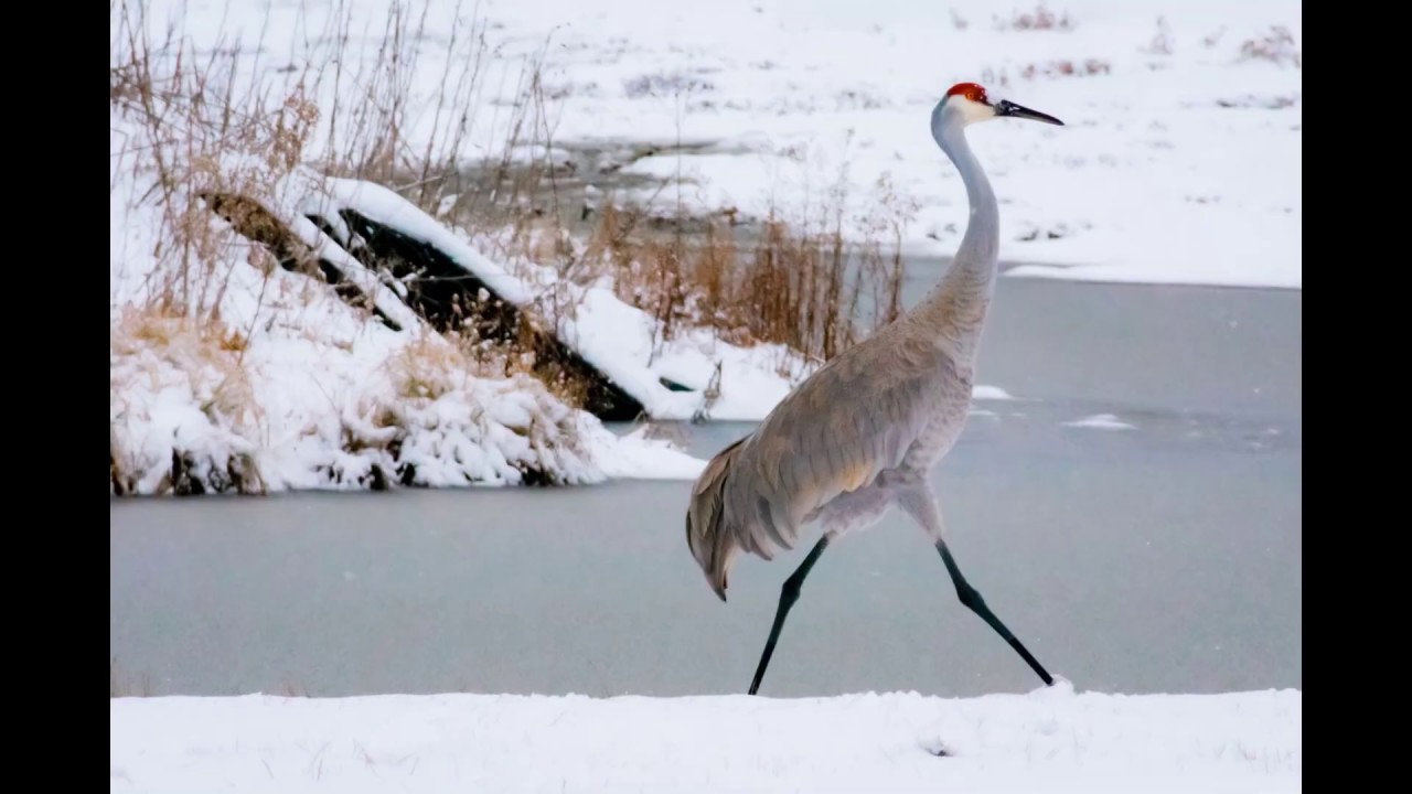 Sandhill Cranes in Niles Michigan - YouTube