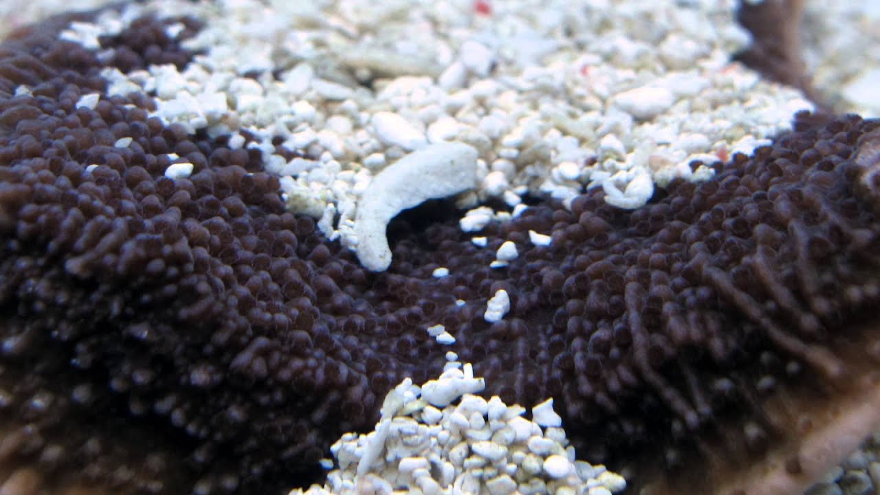 Plating coral removing sediment - YouTube