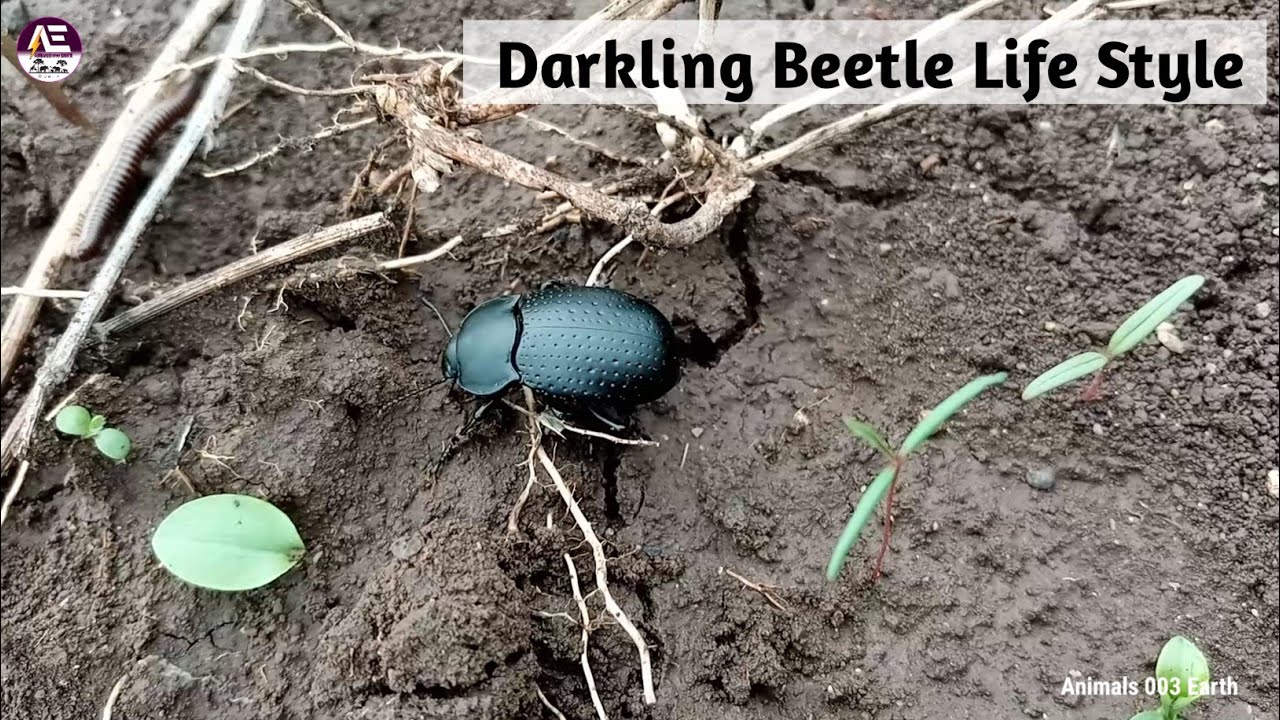 Darkling beetle Insects ( beetle life cycle) Animals 003 Earth - YouTube
