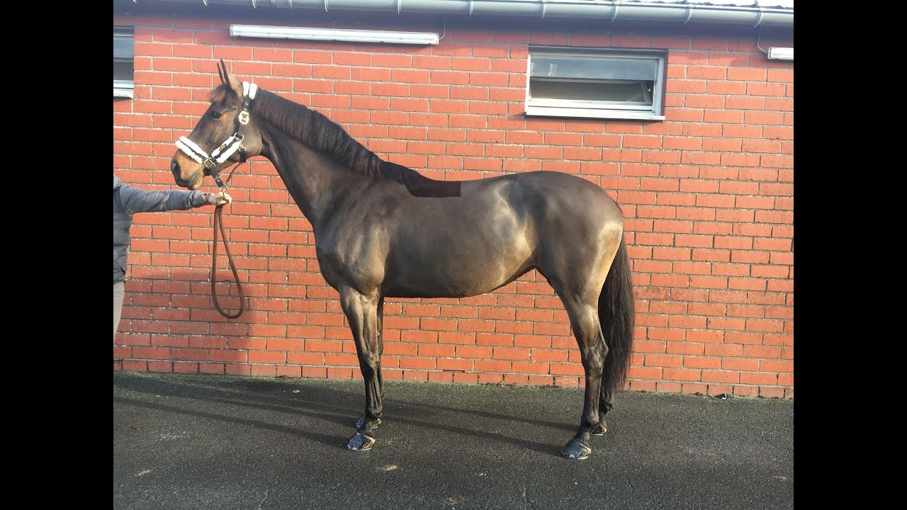 Olga Ter Bunder: LORD BRITTEN Z x CARABAS VAN DE WATERINGHOEVE - 2014 ...