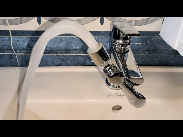 Cómo Preparas A Un Grifo Punteagudo De Pelo Duro