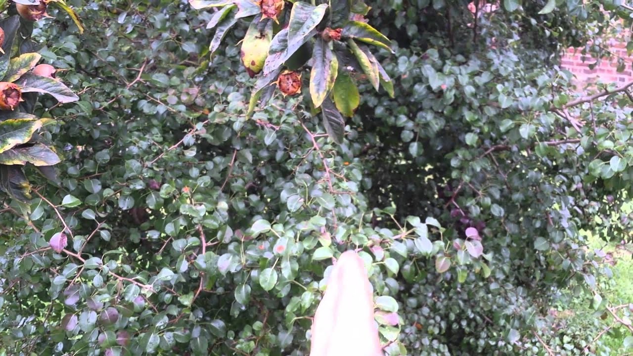 Medlar and Its Rootstock: clash of survival - YouTube