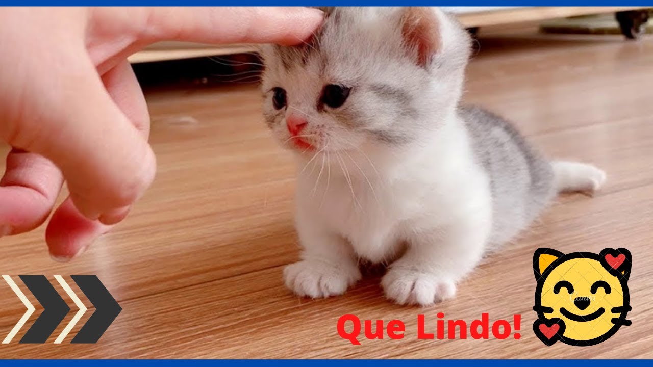 Tente não rir | Vídeo de gato rindo - YouTube