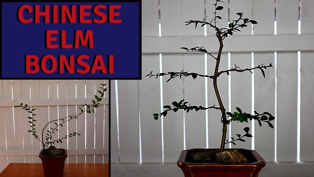 Pruning and Wiring Chinese Elm Bonsai | Bonsai for Beginners - YouTube