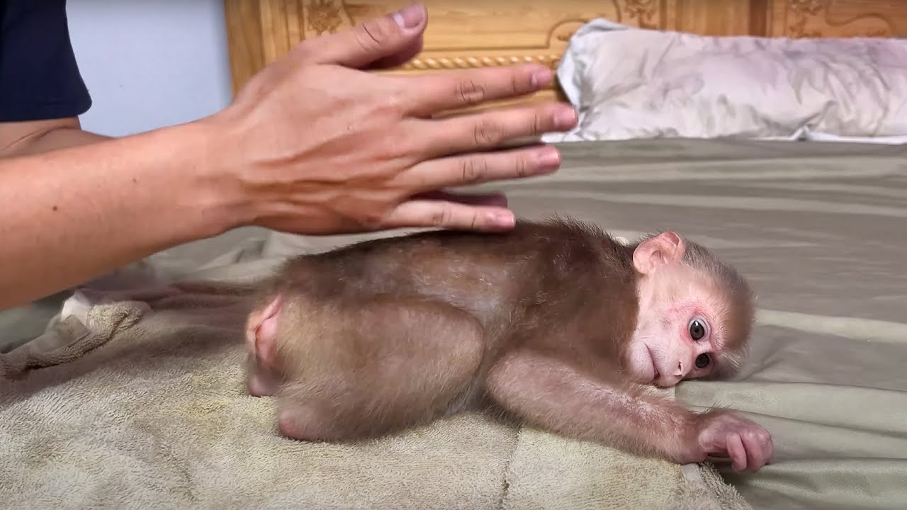Monkey Luk gets special care from dad every day - YouTube