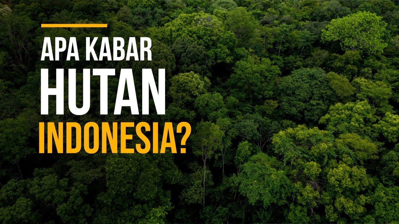 Hari Hutan Sedunia: Mengintip Nasib Hutan di Indonesia dan Apa yang ...