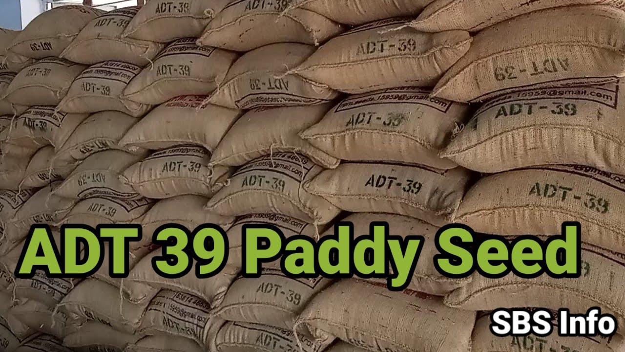 Adt 39 Paddy Seed @sbsinfo5078 - YouTube