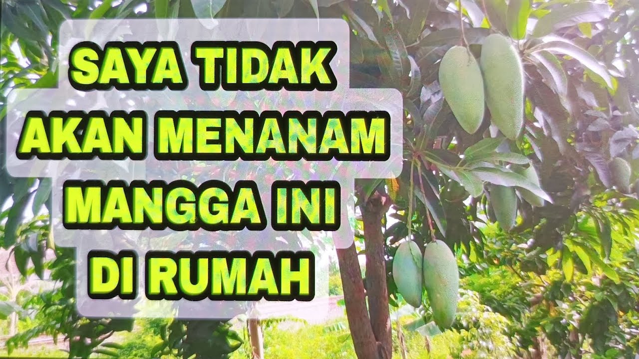 TERNYATA BEGINI RASA MANGGA KIOJAY - YouTube