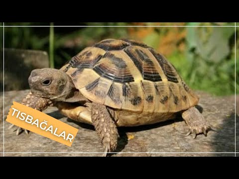 TISBAĞALAR HAQQINDA BİLMƏDİKLƏRİNİZ