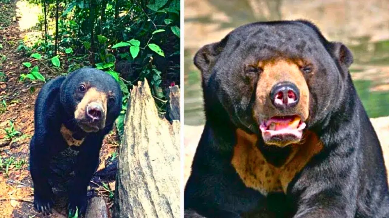 Crying Bear Begs Man For Help - He Turns Pale When Realizing Why - YouTube