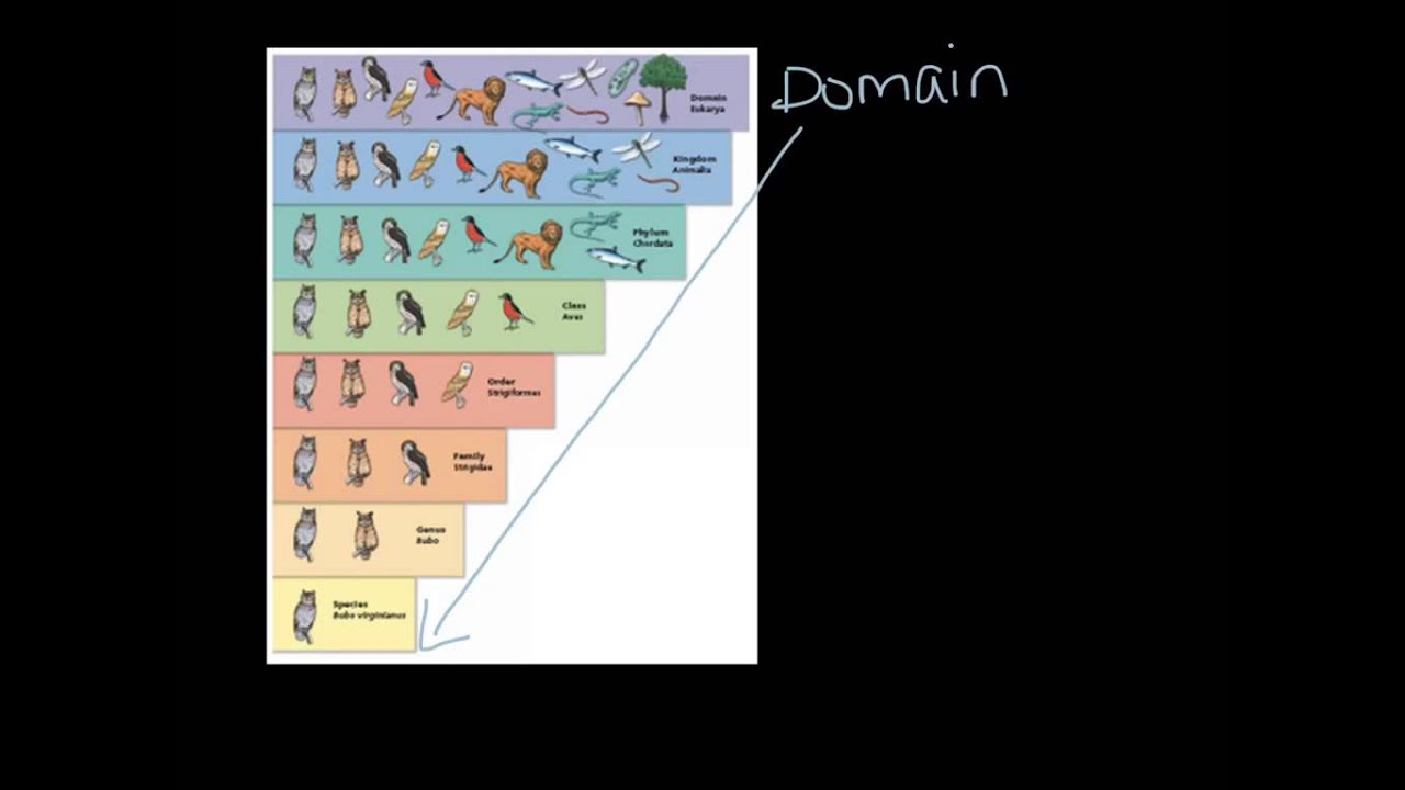 Taxonomic keys - YouTube