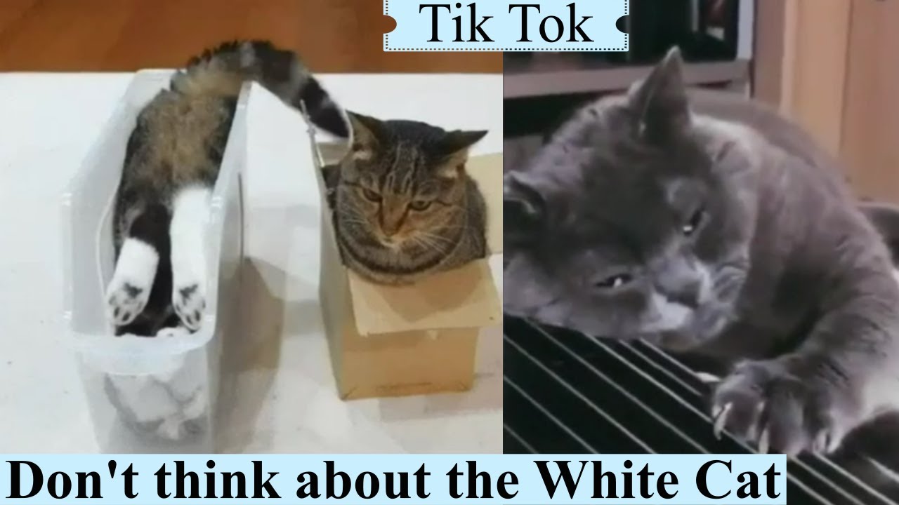 Cats tik tok memes compilation October 2020 Cats Being Cats - YouTube