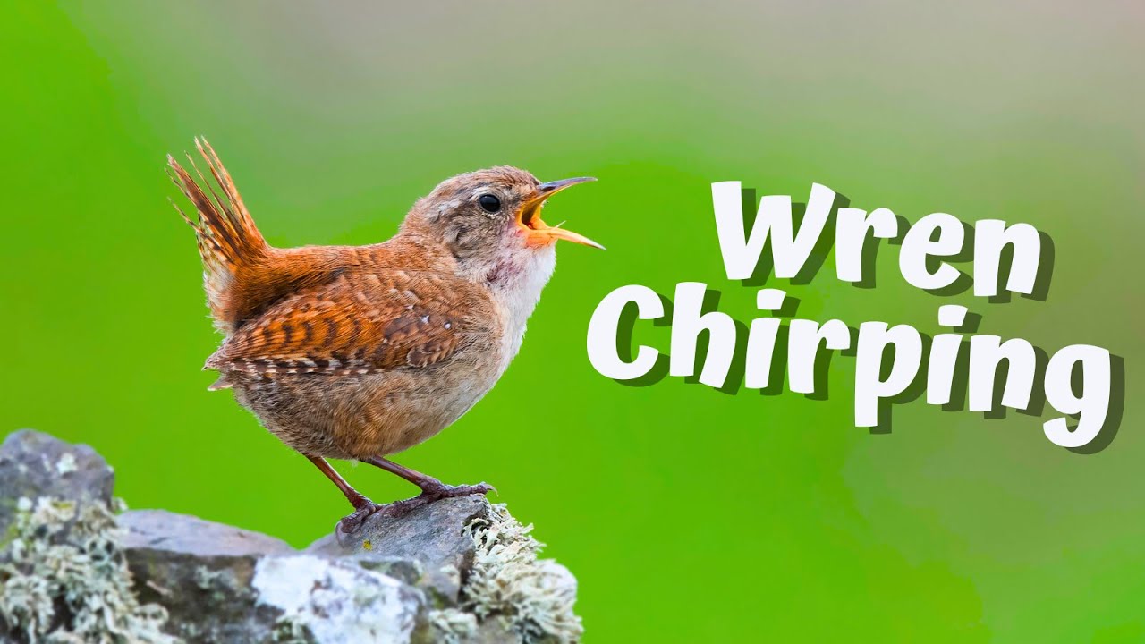 Wren| Bird Chirping| Nature Sounds - YouTube