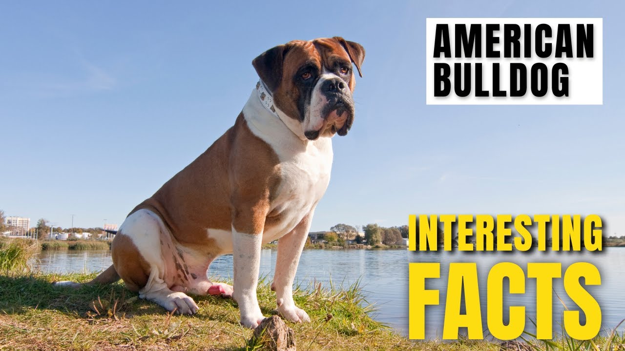 Amazing facts of American Bulldog | Interesting Facts | The Beast World ...