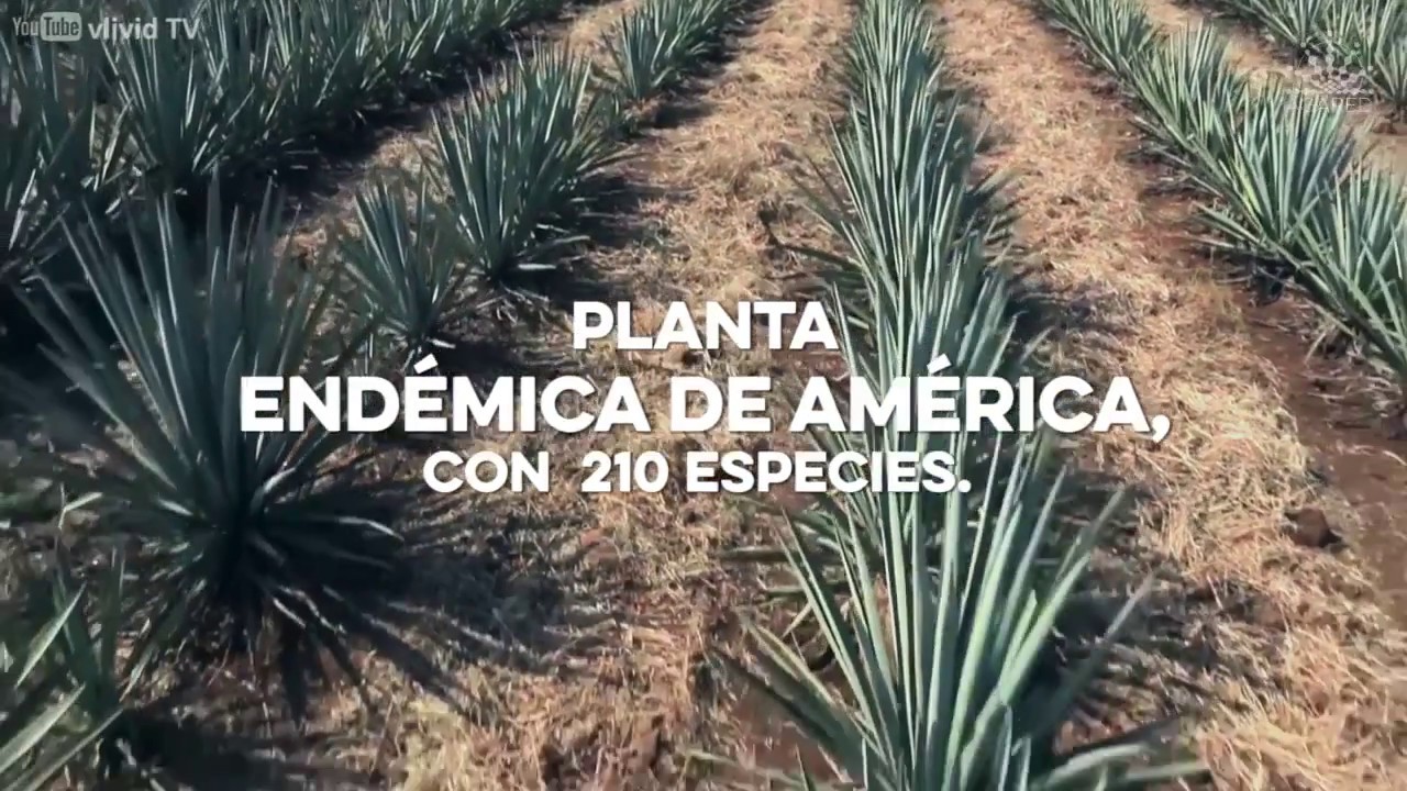 El agave, una planta común del paisaje mexicano - YouTube