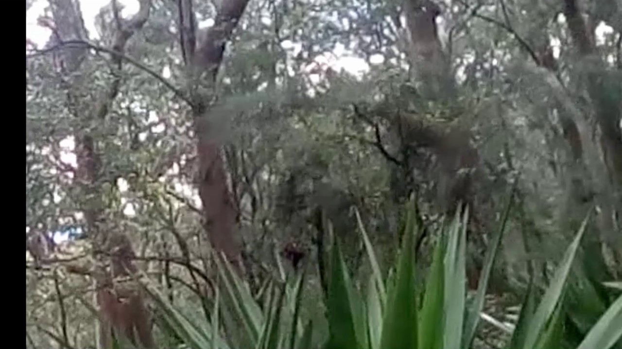 "MUST SEE" THE REAL AUSTRALIAN YOWIE IN PREDATOR MODE PART2 - YouTube