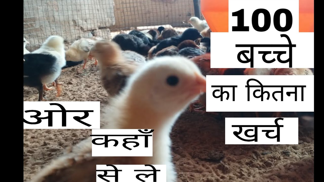 100 बच्चों का कितना खर्च {Desi murga farm,nagesh shekhawat}(RAJASTHAN ...