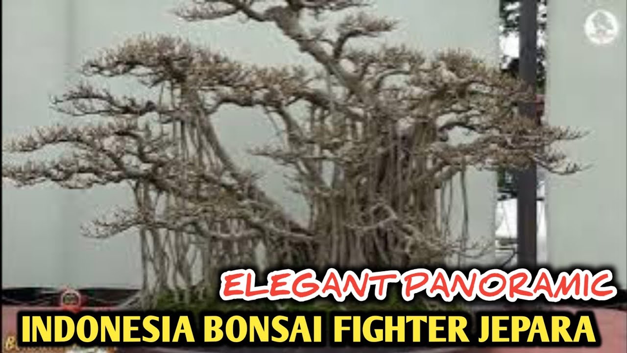 Elegant Bonsai Inspiration (Best Panorama) - YouTube