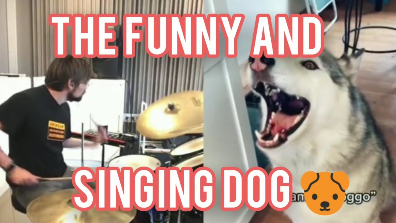 Funny dogs singing compilation - YouTube