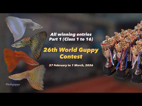 Beautiful Guppies | World Guppy Contest 2026 | All Winning Entries Part 1
