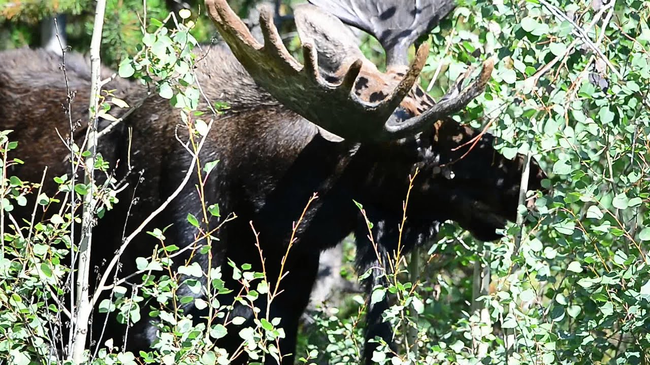 Moose Music - YouTube