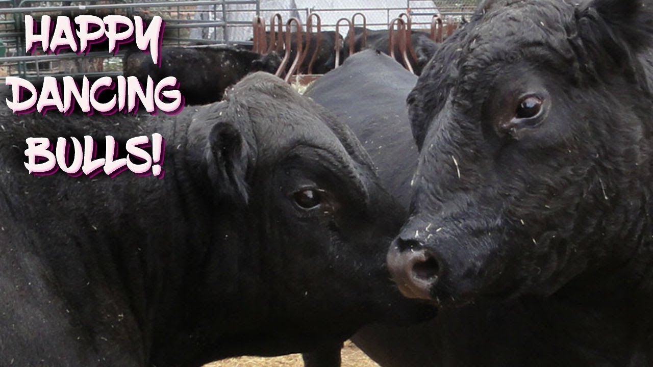 Happy Dancing Bulls! - YouTube