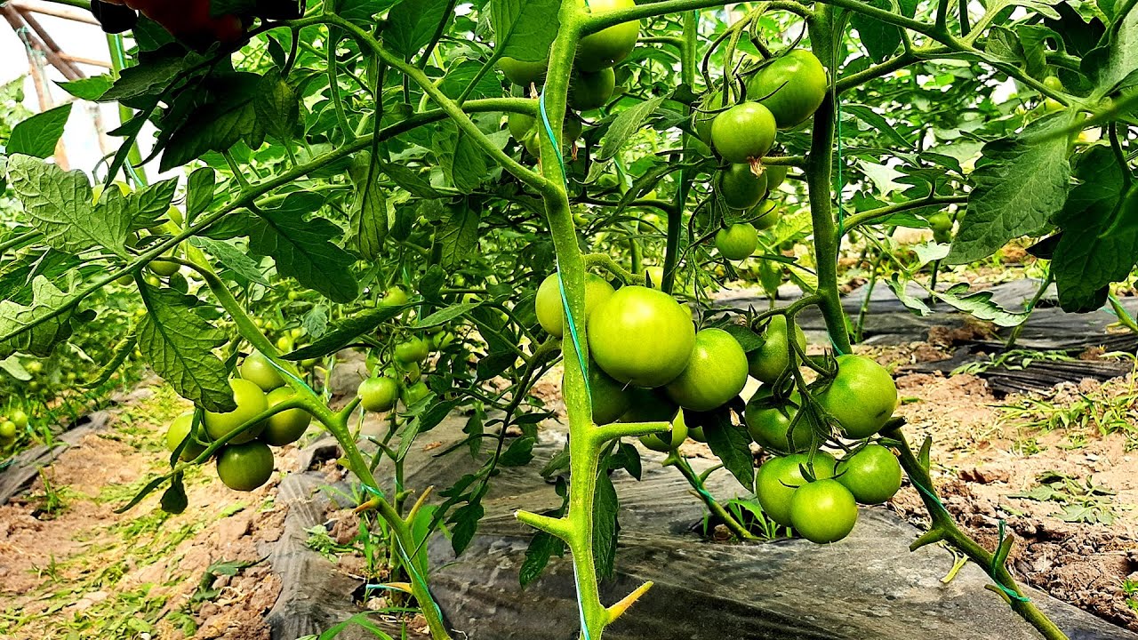 ROȘIILE PREKOS SI MOLDOVEANU F1 DUPĂ DOUĂ LUNI DE LA PLANTARE ...