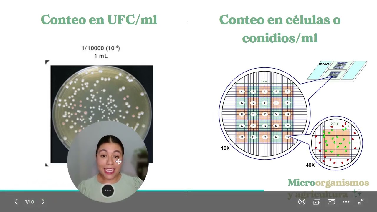 Qué son las UFC (Unidades formadoras de colonia) y para qué se utilizan ... Qué son las UFC (Unidades formadoras de colonia) y para qué se utilizan ...