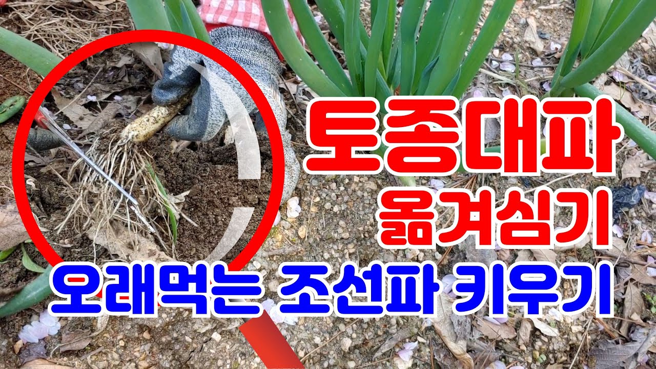 대파심기 토종대파 키우기 대파 옮겨심기 조선대파 대파심기 토종대파 조선파 Youtube