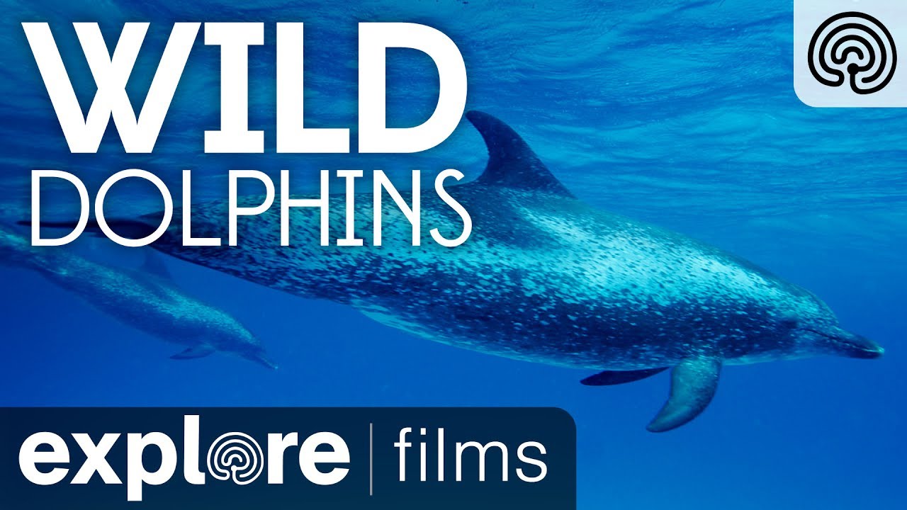 Wild Dolphins | Explore Films - YouTube