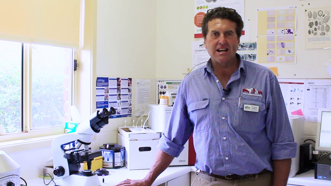 Yass Valley Veterinary | Yass Hospital Tour - YouTube