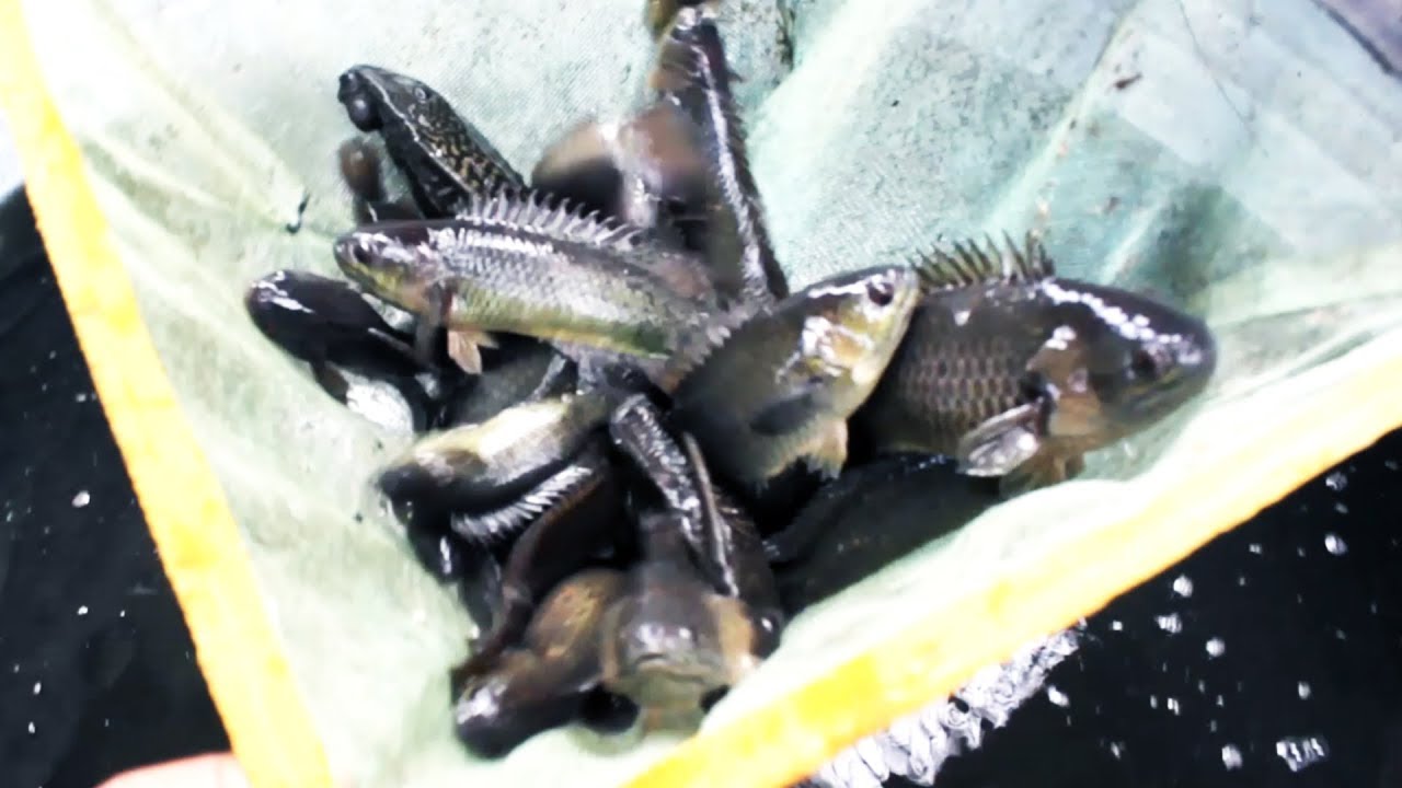 Climbing Perch | Anabas | Delicious | Farm fish in Kerala - YouTube