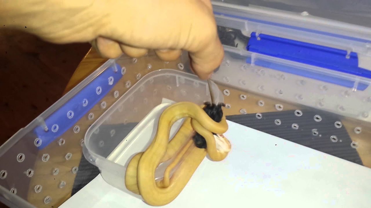 Albino Darwin Carpet Python Feeding - YouTube