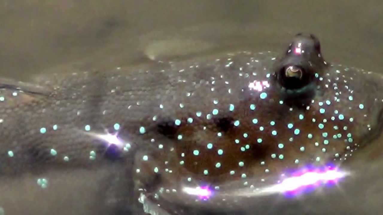 Mud Jumper_fish with glowing shiny dots like lamps - YouTube