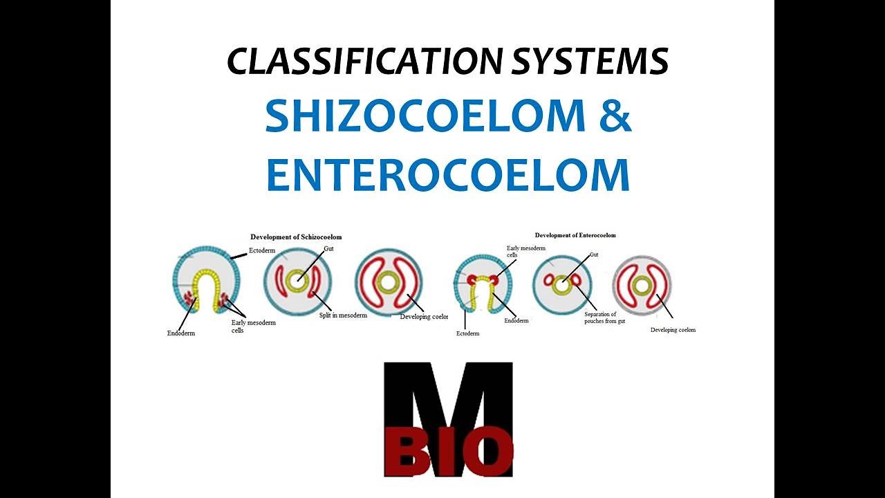 CLASSIFICATION SYSTEMS -SHIZOCOELOM & ENTEROCOELOM - YouTube