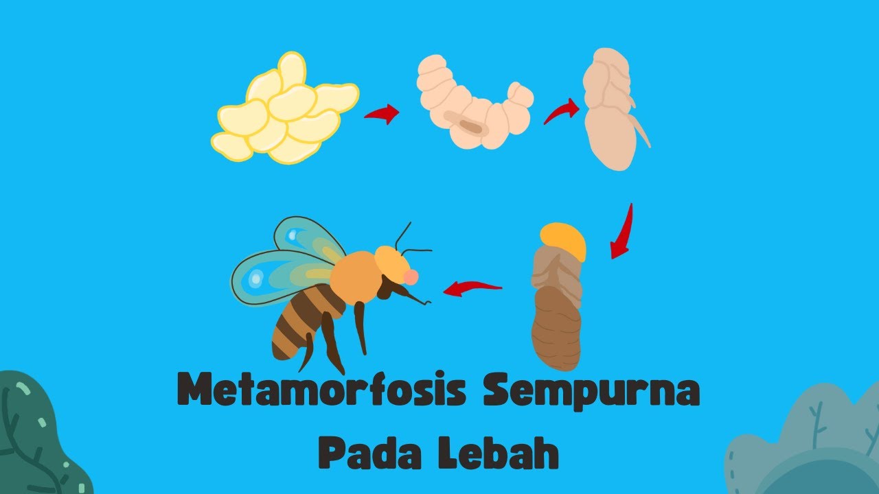 Tahapan Metamorfosis Lebah dalam 4 Fase Sempurna #metamorfosis #lebah # ...