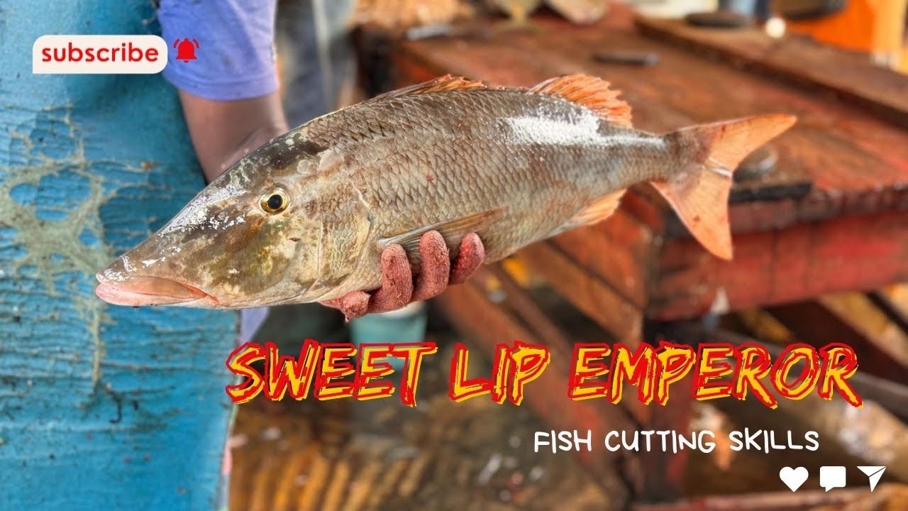 Sweet Lip Emperor Fish ( මී වැටියා )| Fish Cutting | 👨🏻‍🍳🦈 @SL Fish ...
