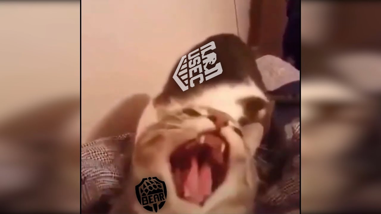 Cat biting other cat (EFT version) - YouTube