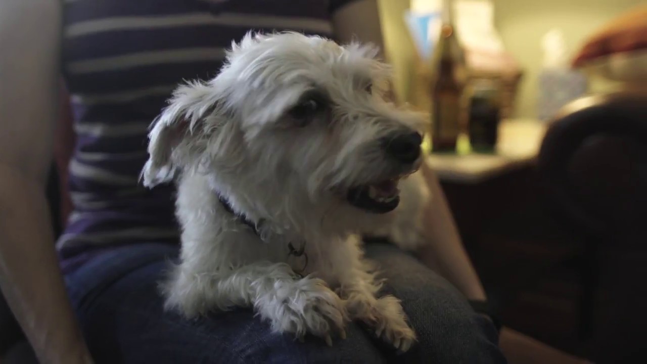 Embark Dog DNA Test – Breed Reveal – Peggy #1 - YouTube