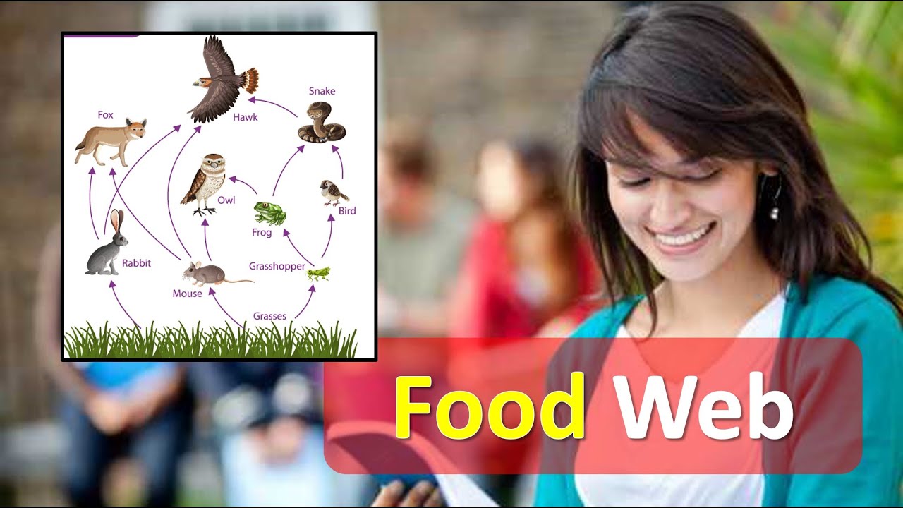 What Is Food Web Food Web Food Web Explained YouTube What Is Food Web Food Web Food Web Explained YouTube