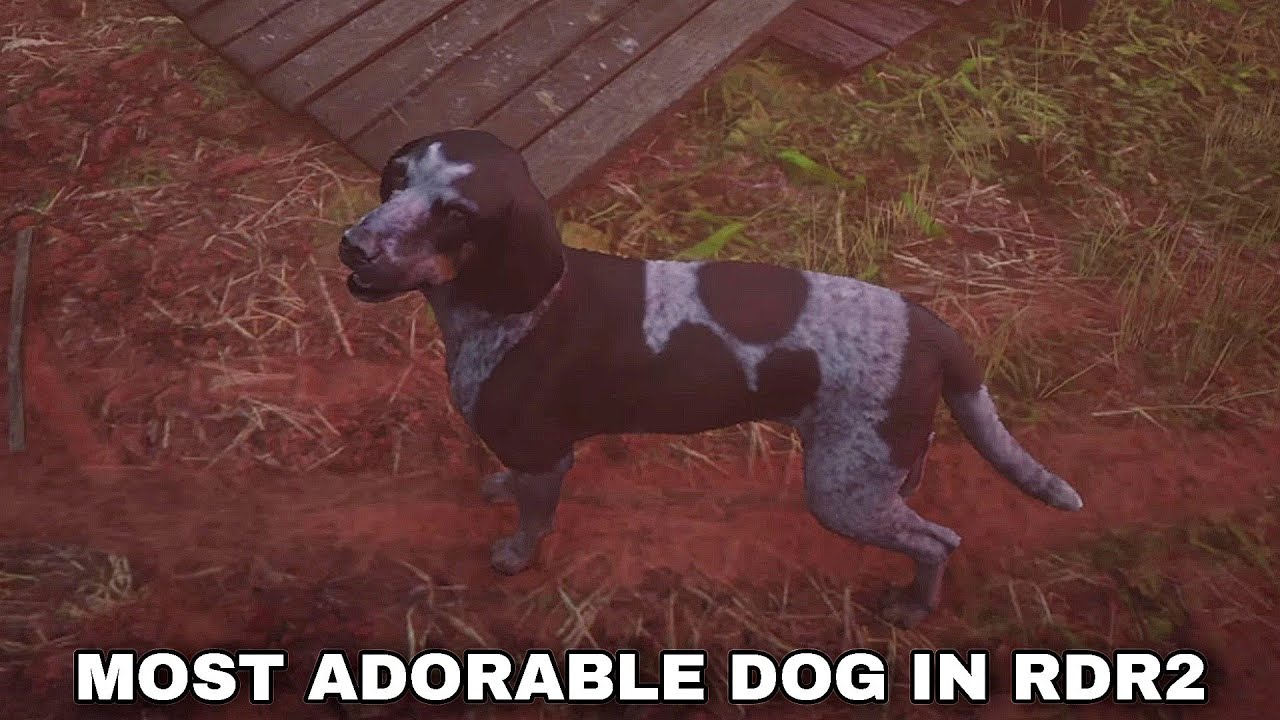 MOST ADORABLE DOG IN RDR2 | RDR2 - YouTube