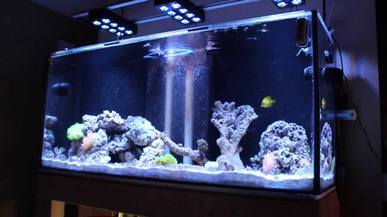 120G SALTWATER CORAL REEF TANK UPDATE - YouTube