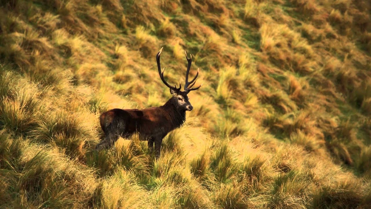 New Zealand Red Stag Roar 2014 - YouTube