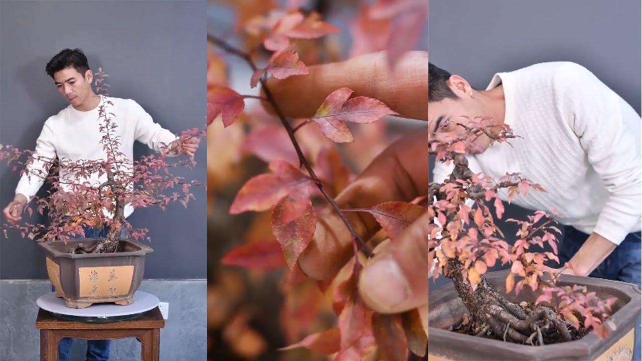 Yunnan Tangli is the cultivar with the smallest leaves 【Records】 - YouTube