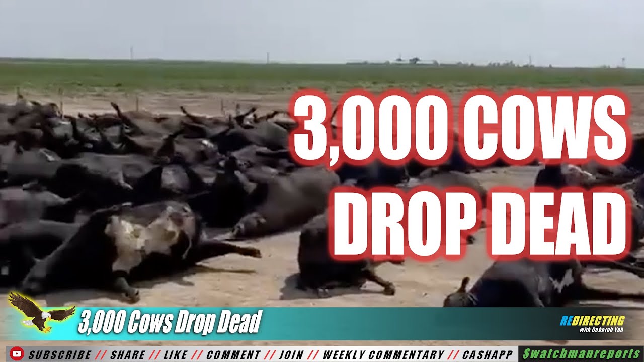 3,000 Cows Drop D E A D !!! - YouTube