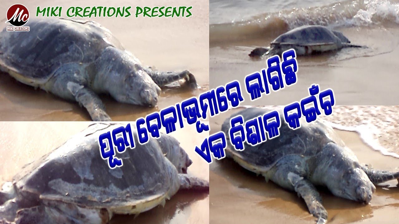 BIG TURTLE FOUND ON PURI SEA BEACH - YouTube
